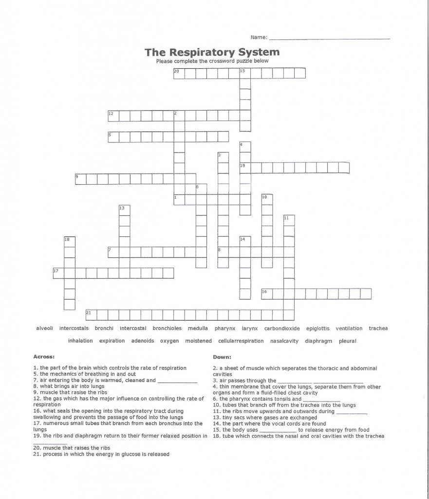 Respiratory System Crossword Puzzle Activity Shelter Respiratory System Crossword Puzzle Activity Shelter